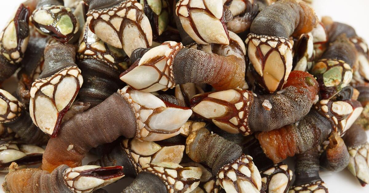 Redescubriendo el percebe: cinco curiosidades que no sabías de este ...